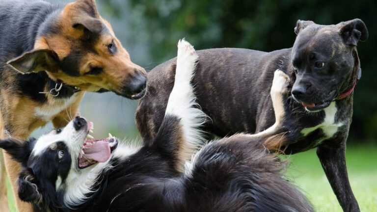 An Introduction To Dog Breeds: History, Temperament, And More - Advice ...