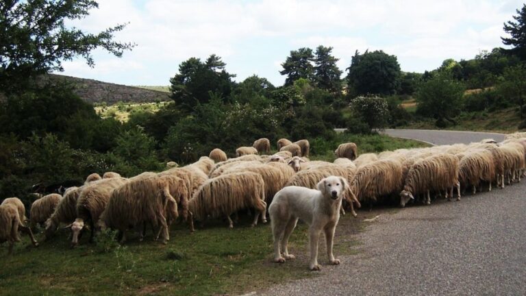 Understanding Dog Behavior: Getting To Know Your Dog - Advice For Dogs