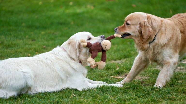 Understanding Dog Behavior: Getting To Know Your Dog - Advice For Dogs