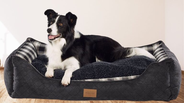 The Pendleton Dog Bed: A Shopper's Guide - Advice For Dogs