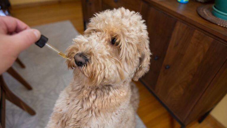 CBD For Dogs: 19 Health Benefits - Advice For Dogs