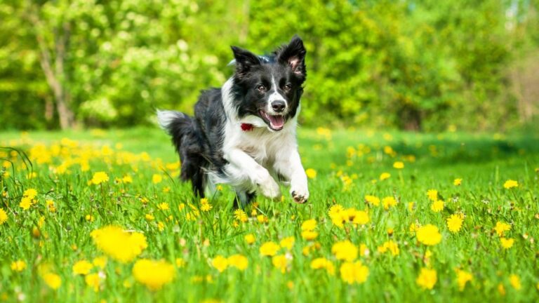 9 Healthiest Dog Breeds For Longevity And Resilience - Advice For Dogs
