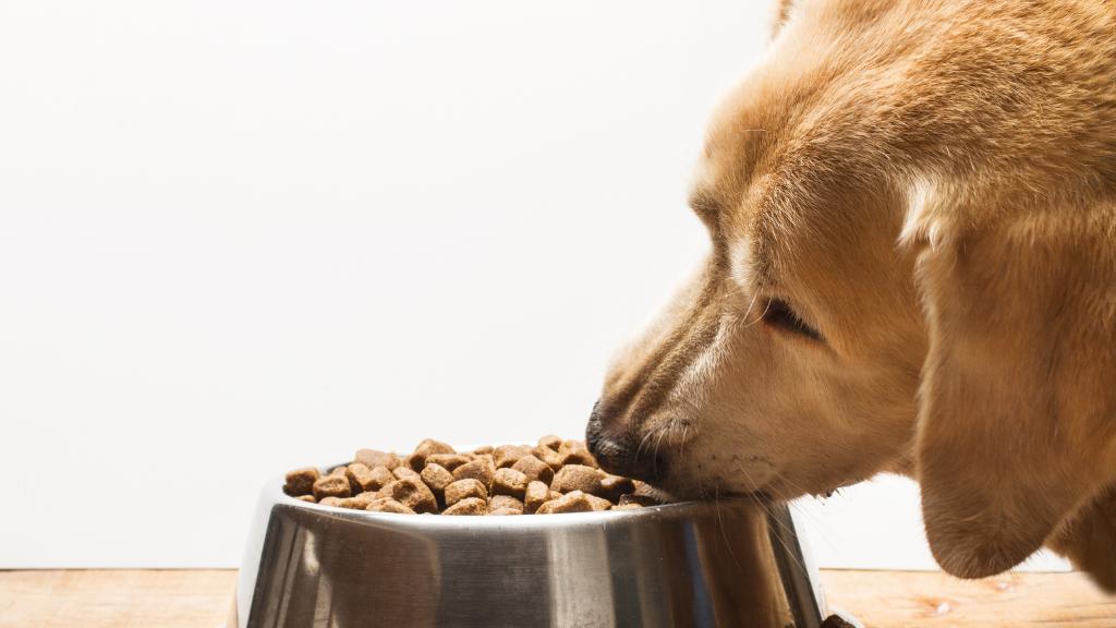 Open Farm Dog Food Review - Advice For Dogs