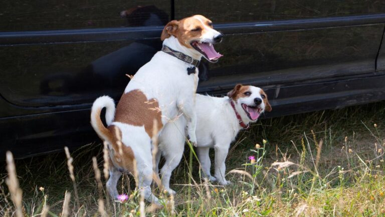 Why Do Female Dogs Cry When Mating? - Advice For Dogs