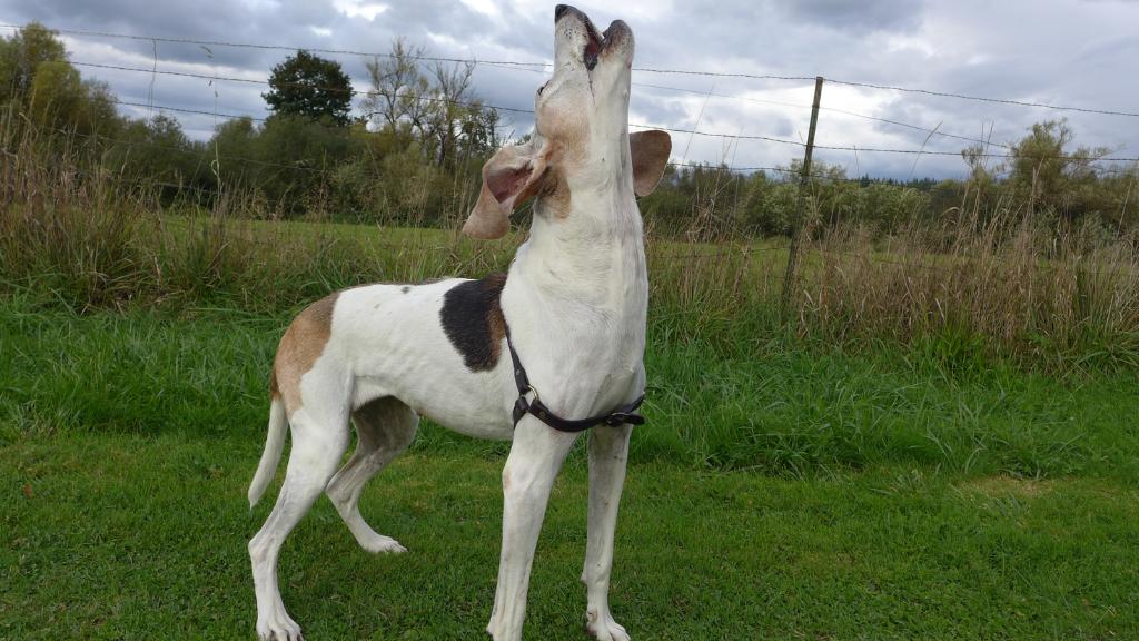 Howling Dog: Why Does My Dog Howl? - Advice For Dogs