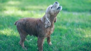 Howling Dog: Why Does My Dog Howl? - Advice For Dogs
