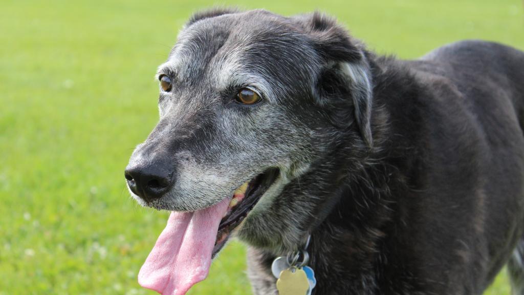 The Benefits Of Adopting An Older Dog: Why Age Doesn't Matter - Advice ...