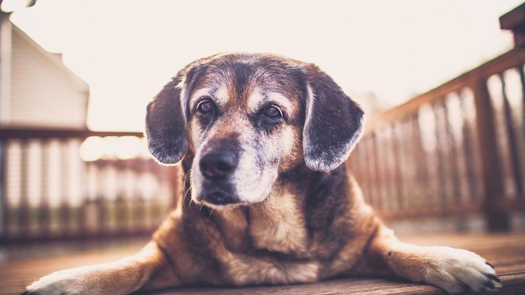 The Benefits Of Adopting An Older Dog: Why Age Doesn't Matter - Advice ...