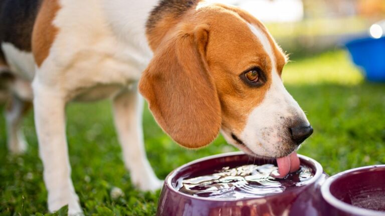 Understanding Common Nutritional Deficiencies In Dogs - Advice For Dogs