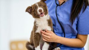 Understanding Common Nutritional Deficiencies In Dogs - Advice For Dogs
