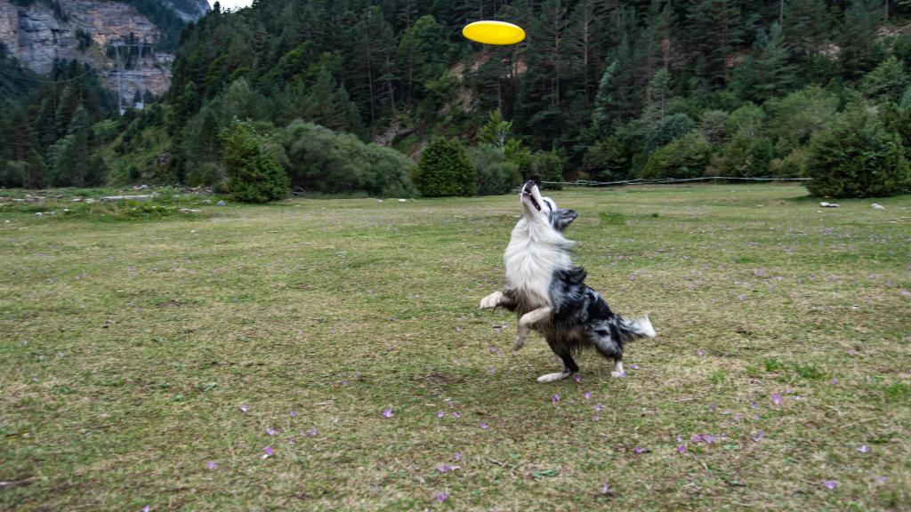 Mentally Stimulating Dog Training Games And Activities - Advice For Dogs